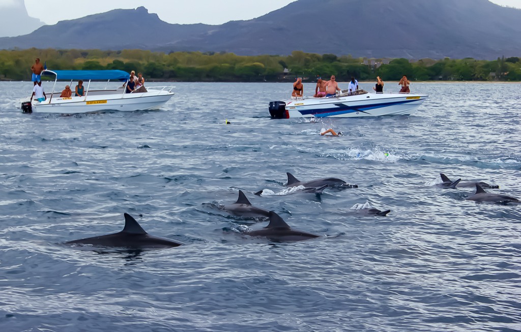 Swimming With Dolphins In Mauritius - Jetsetting Fools