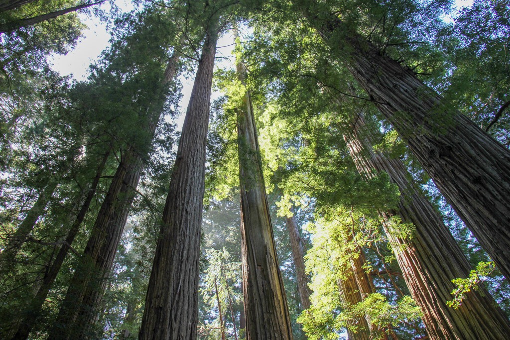 18 Things To Do In Crescent City California Jetsetting Fools