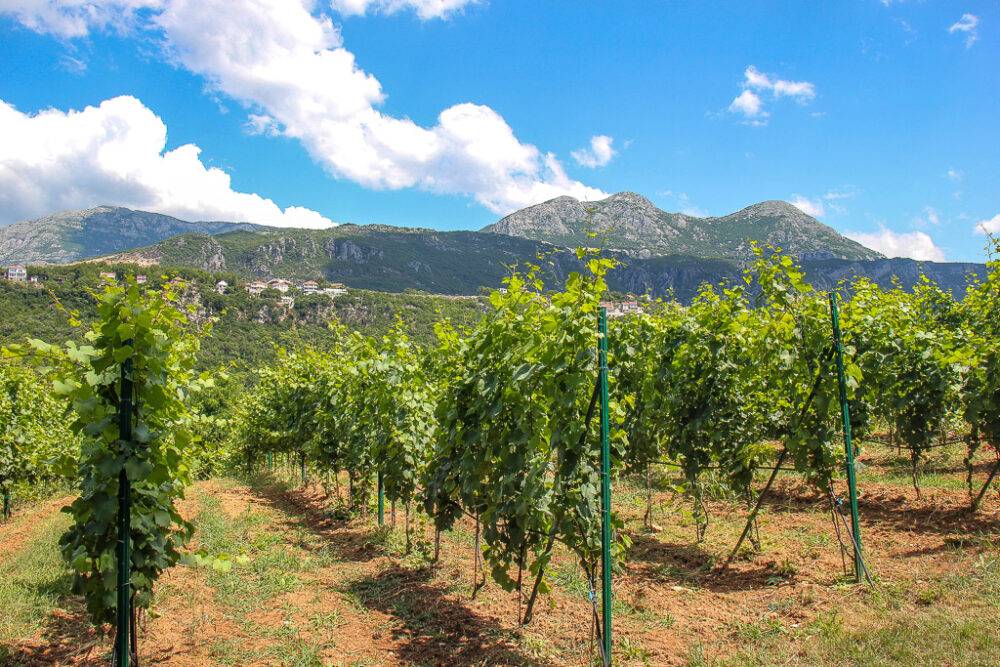 Herceg Novi, Montenegro: Things To Do, See and Eat - Jetsetting Fools
